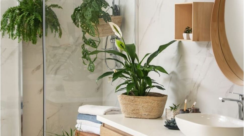 5 Rekomendasi Tanaman untuk Kamar Mandi - Sinarmas Land