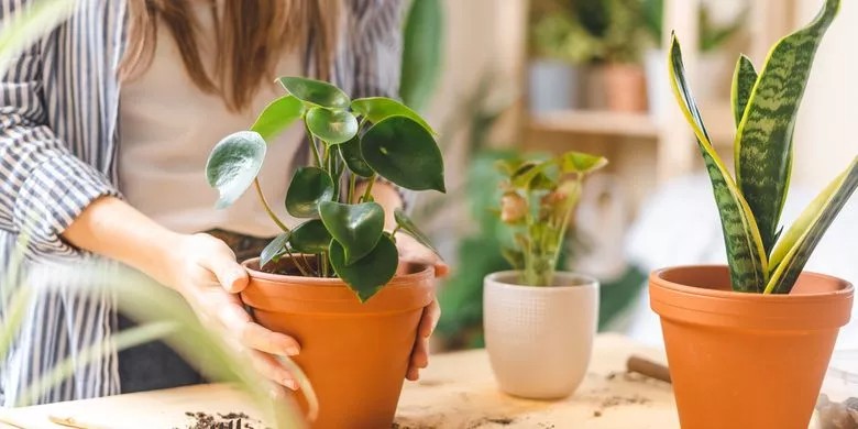 5 Tips Merawat Tanaman Hias Tetap Segar di Apartemen Kamu!