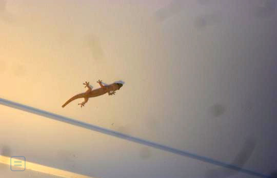 7 Cara Ampuh Usir Cicak di Rumah, Efektif Dicoba!