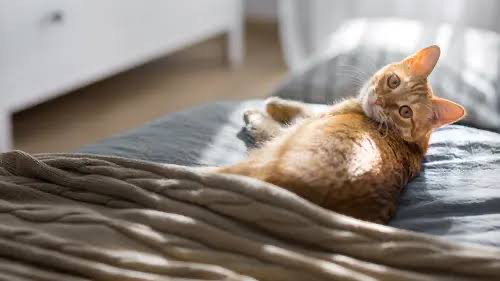 Cara Efektif Menghilangkan Bau Pipis Kucing di Kasur